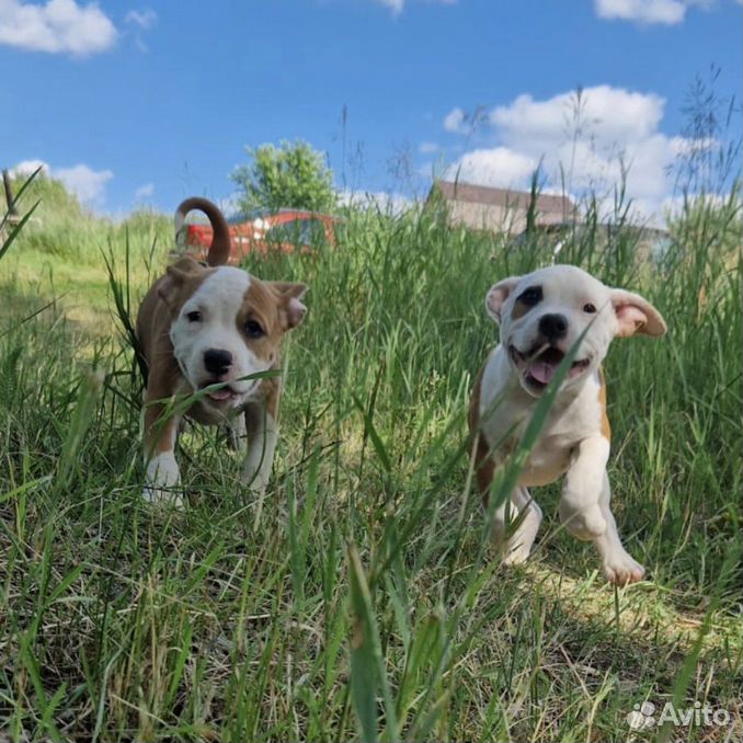Аст мальчики шоу класса бомба
