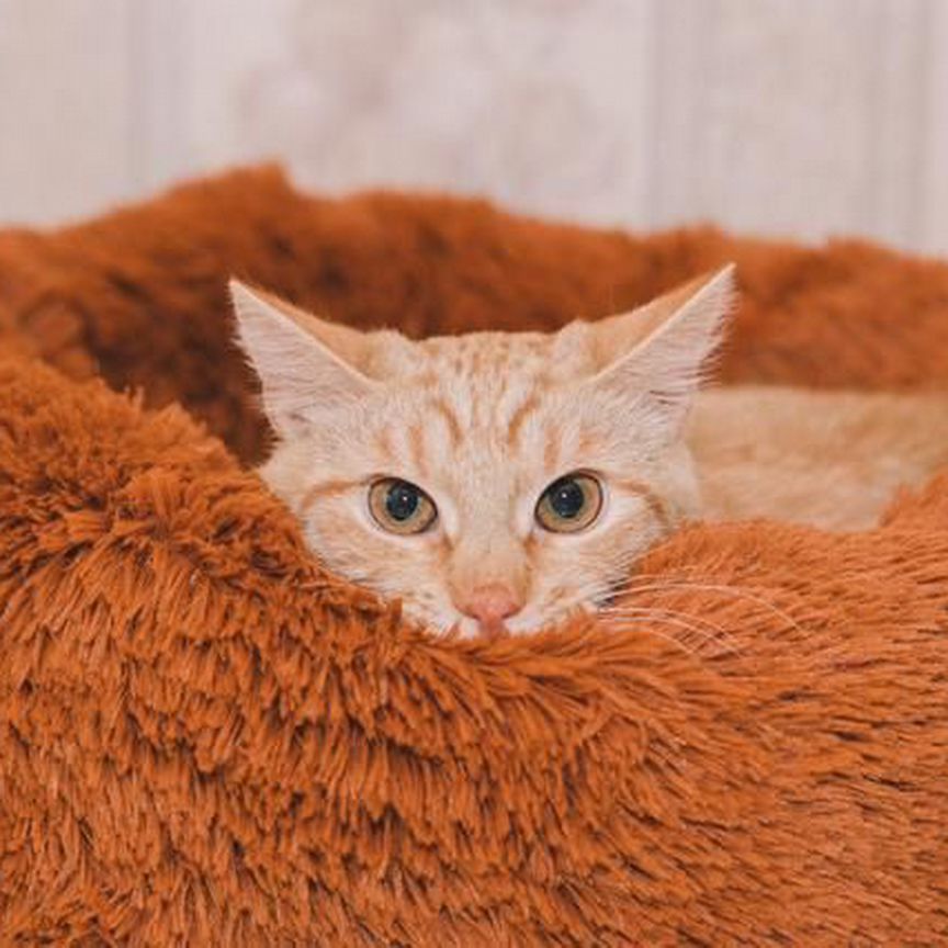 Котенок Лео в добрые руки 10 месяцев