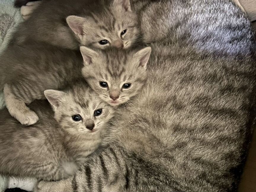 Шотландские прямоухие котята