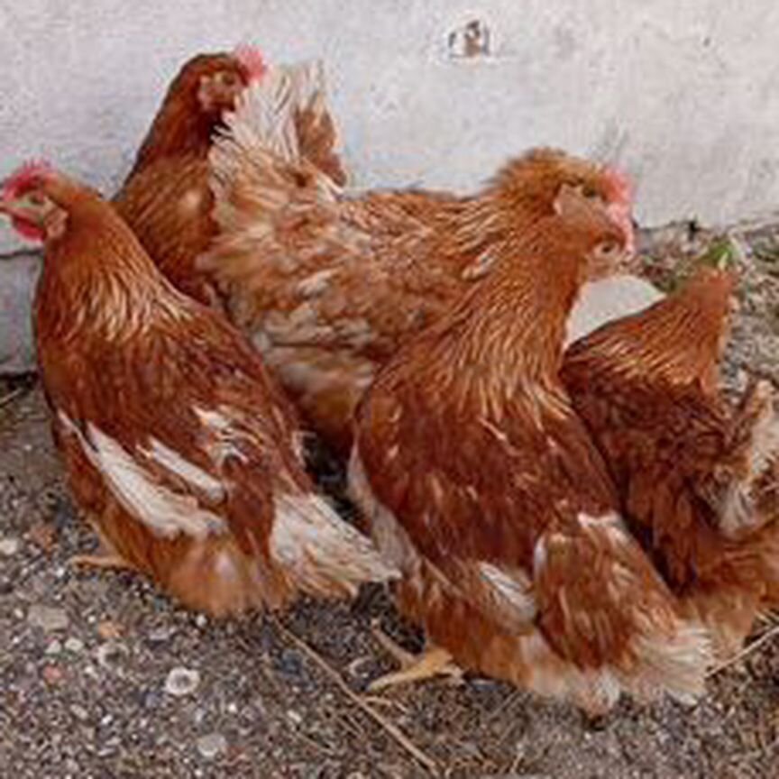 Куры несушки продам
