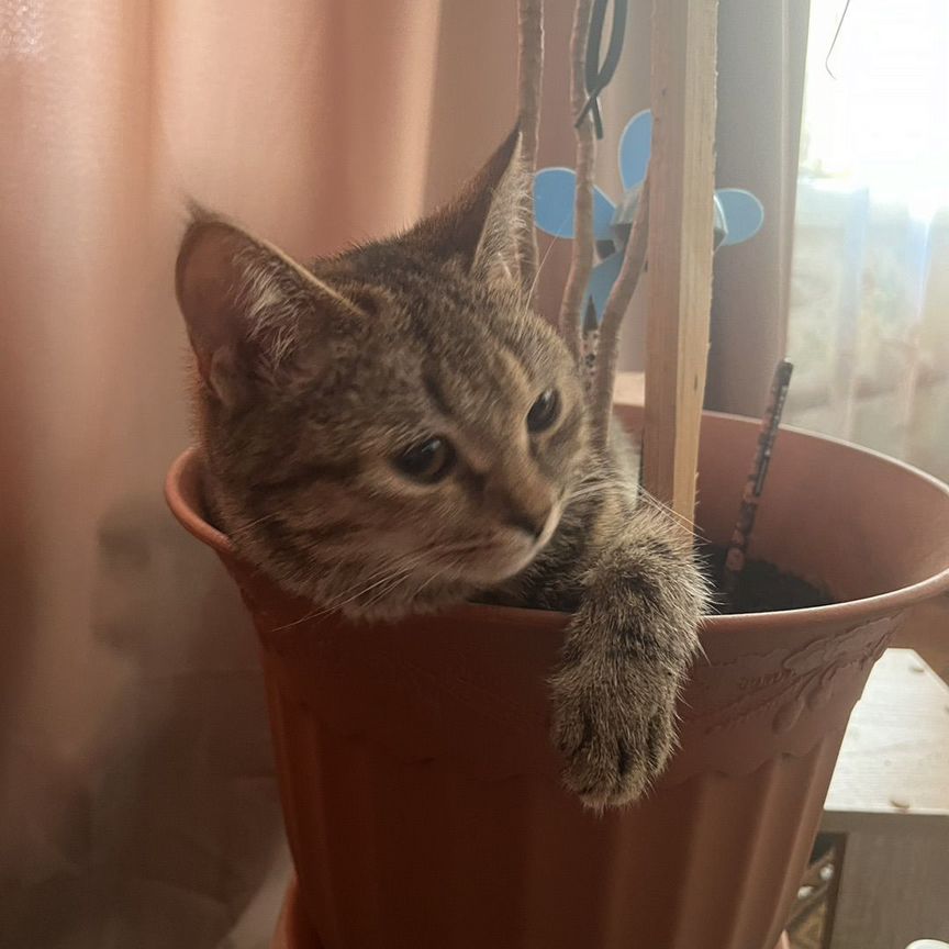 Отдам в добрые руки