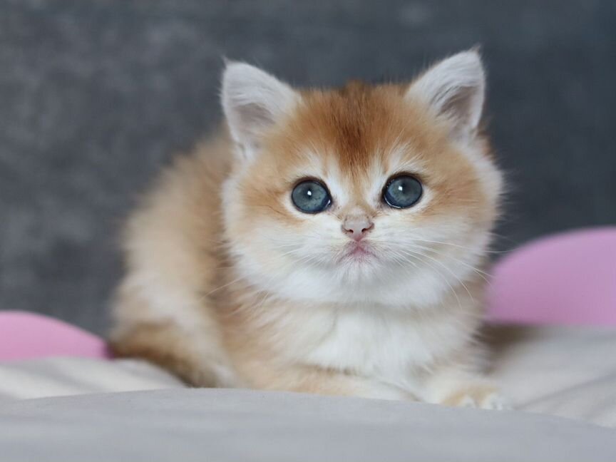 Британская Золотая шиншилла