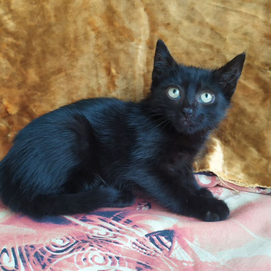 Чёрная ночь в хорошие руки