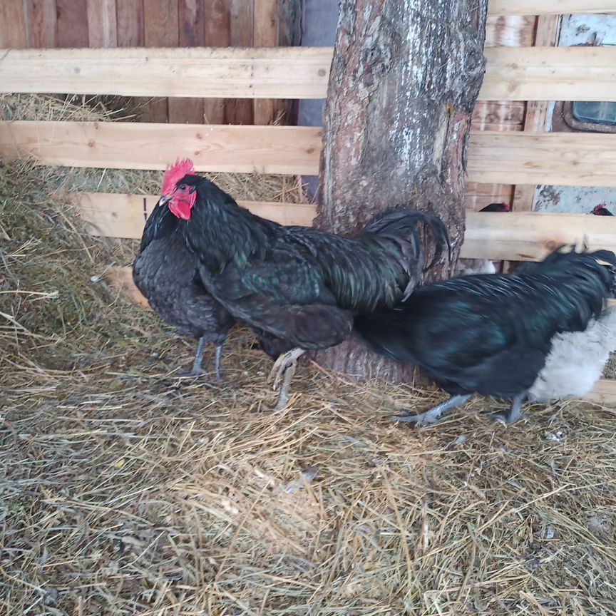 Петух джерсийский гигант