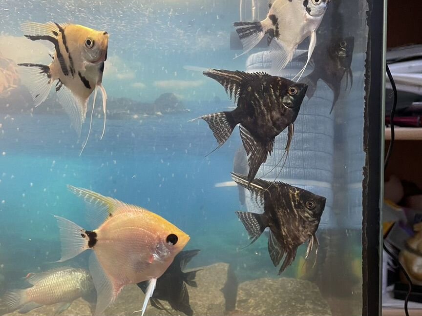 Скалярии аквариумные рыбы