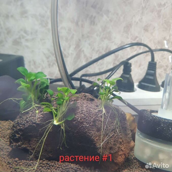 Анубиас нана (карликовый)