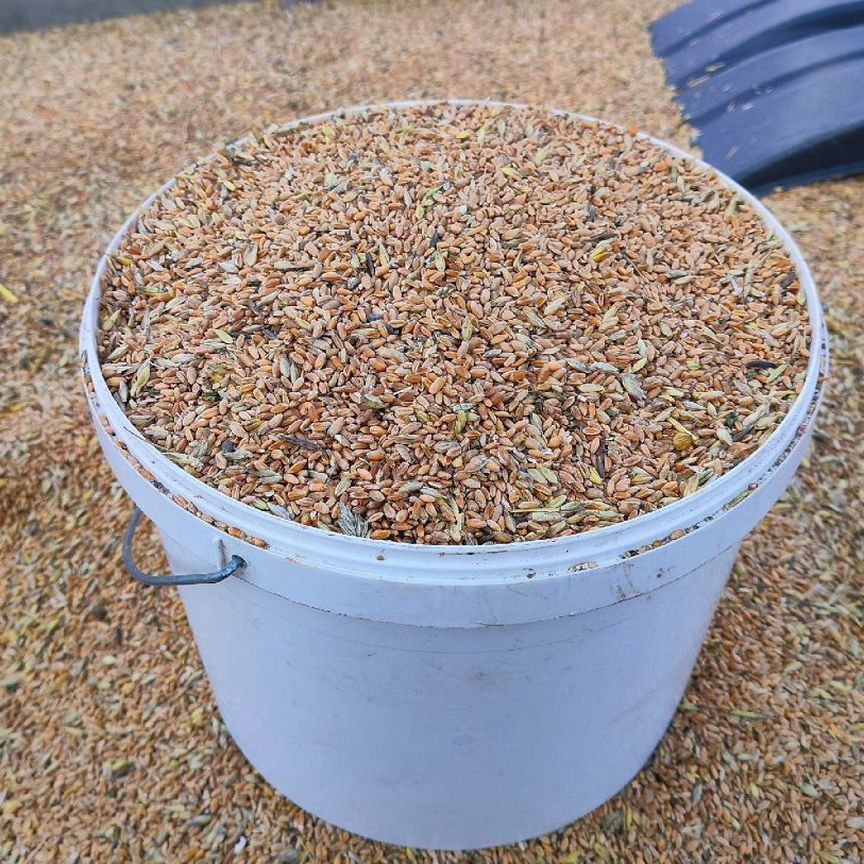 Зерноотходы