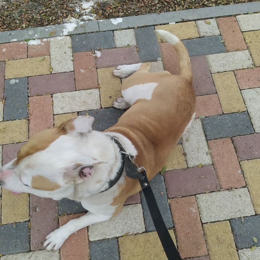 Отдам в добрые руки Амстаффа