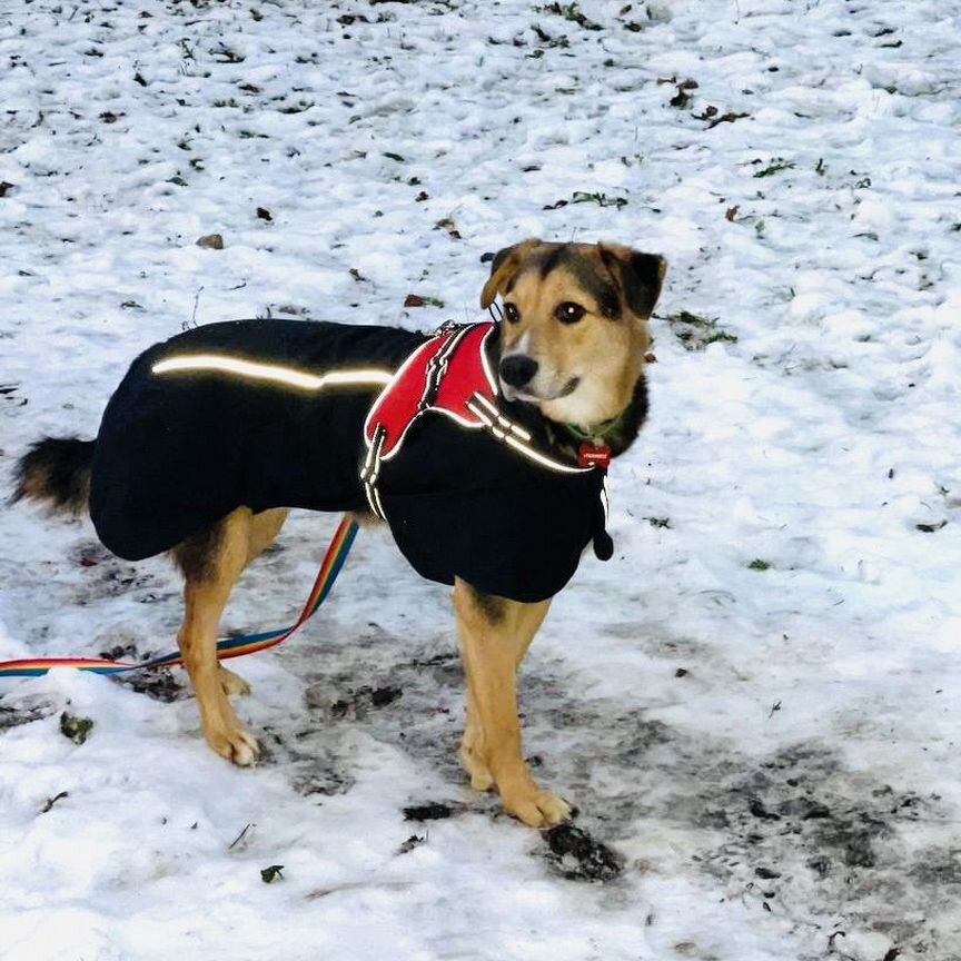 Тинсик, небольшой пёс, в поисках родителей