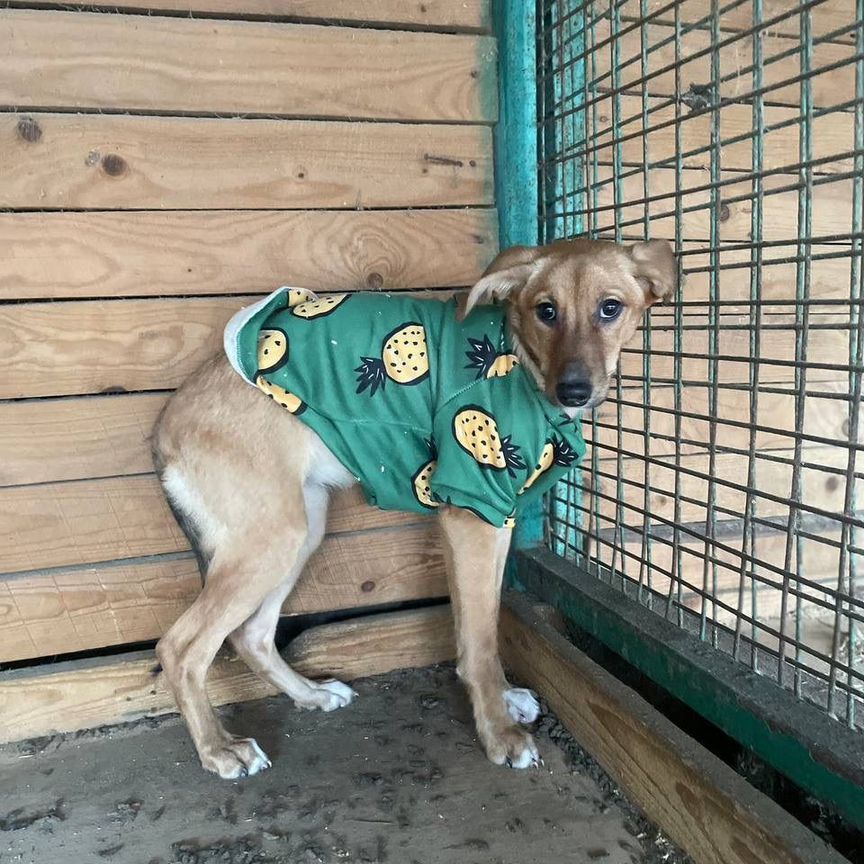 Щенок в добрые руки