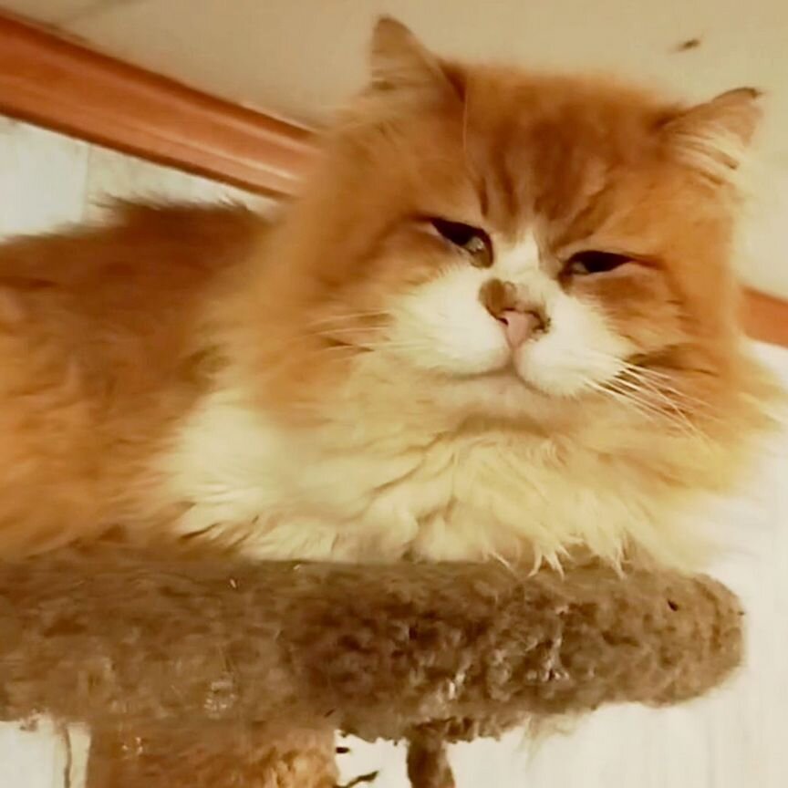 Сибирский, взрослый кот