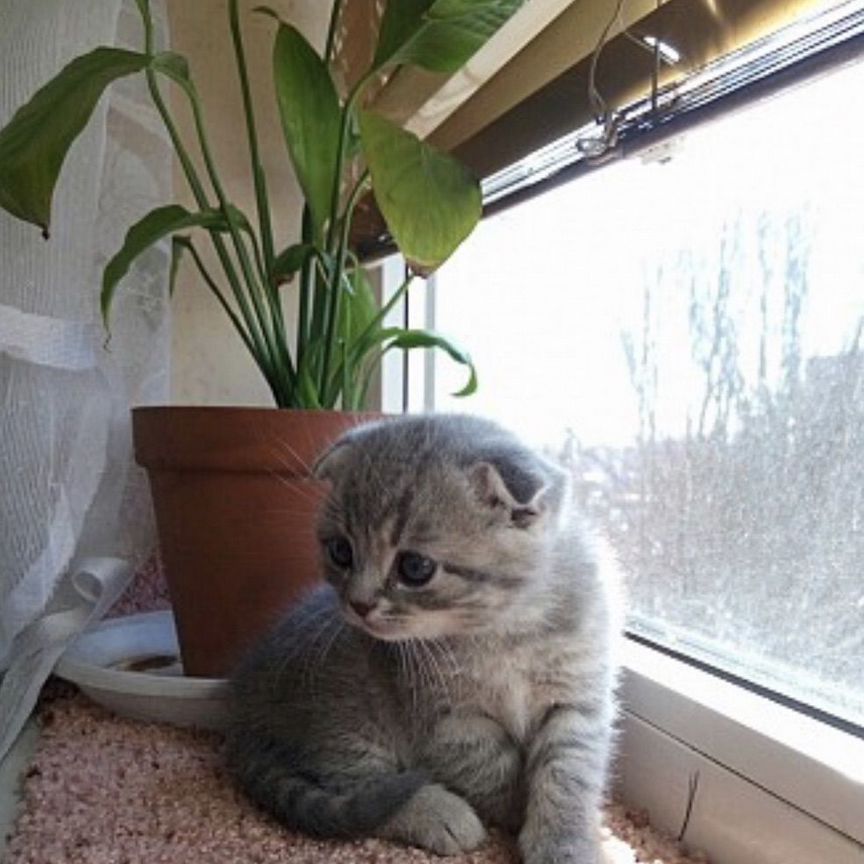 Шотландская вислоухая