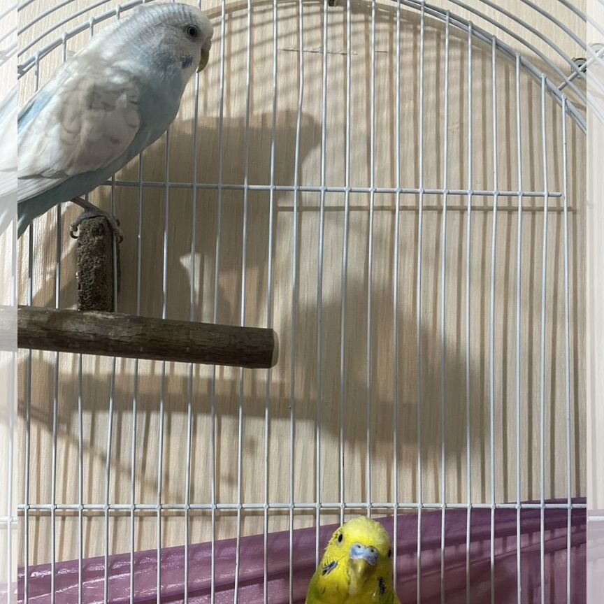 Волнистый попугай