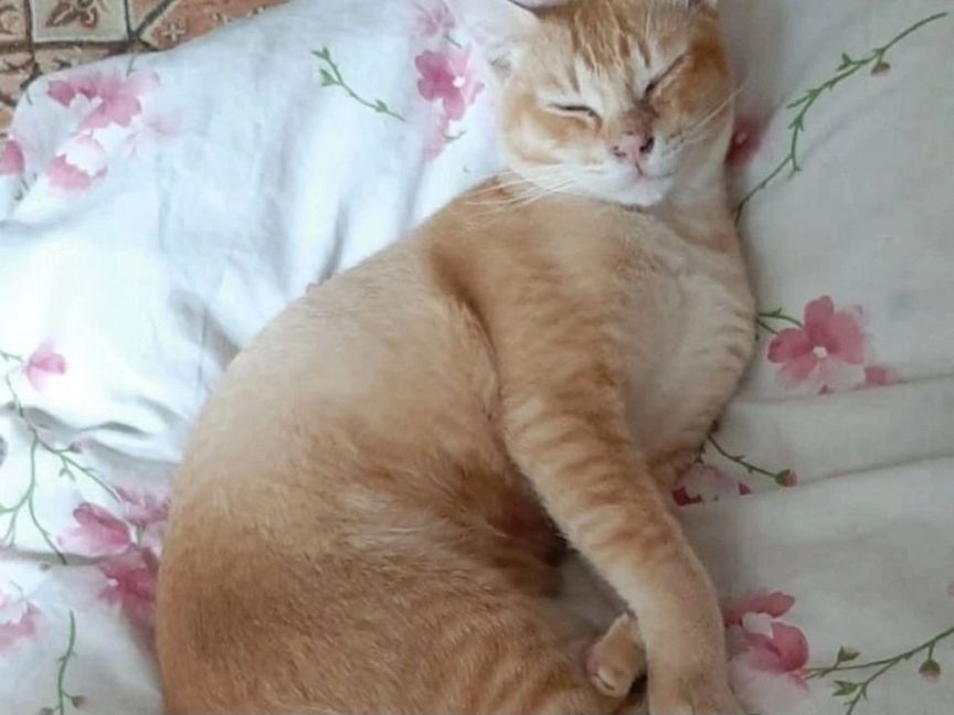 Котик в добрые руки