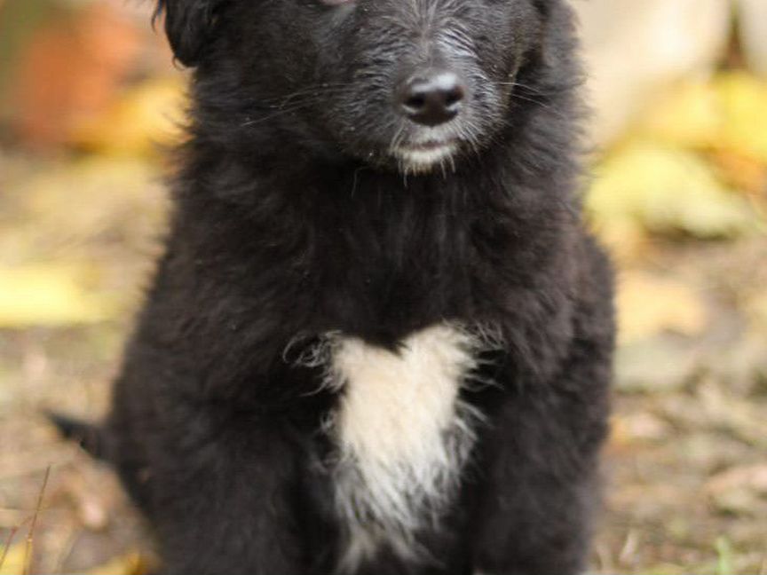 Милые щенки ищут дом или куратора