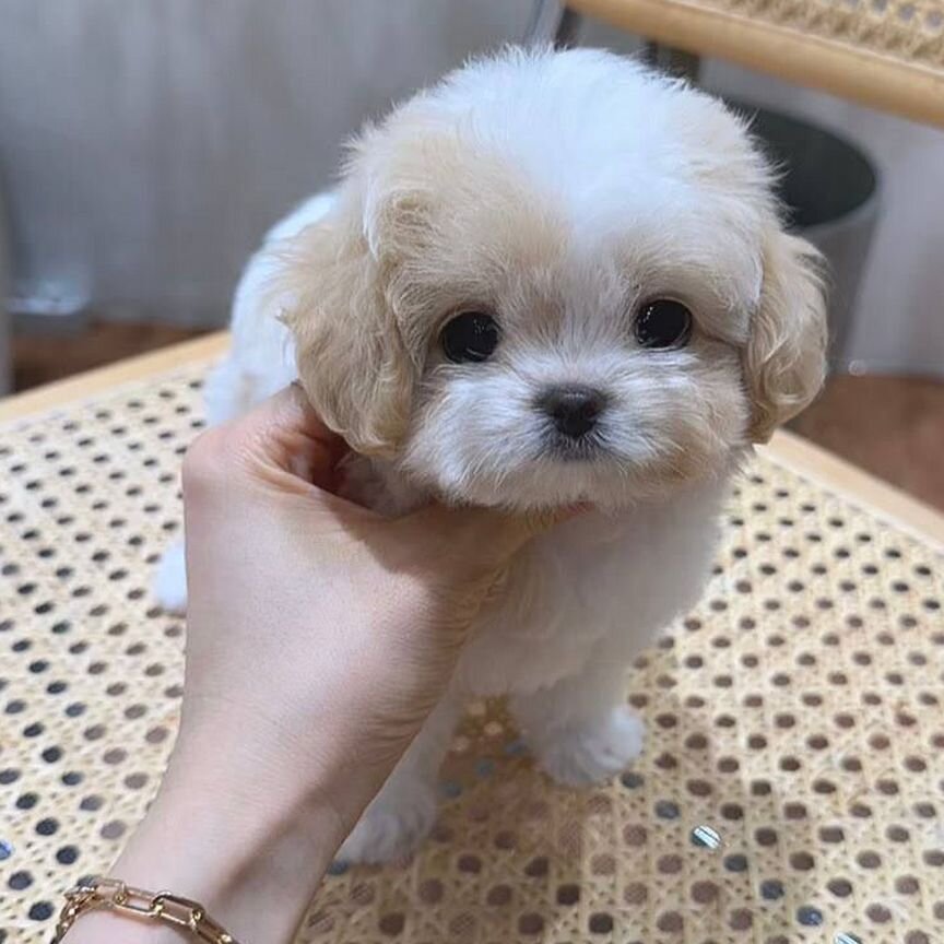 Мальтипу, щенок