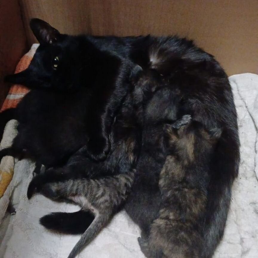 Котята в добрые руки