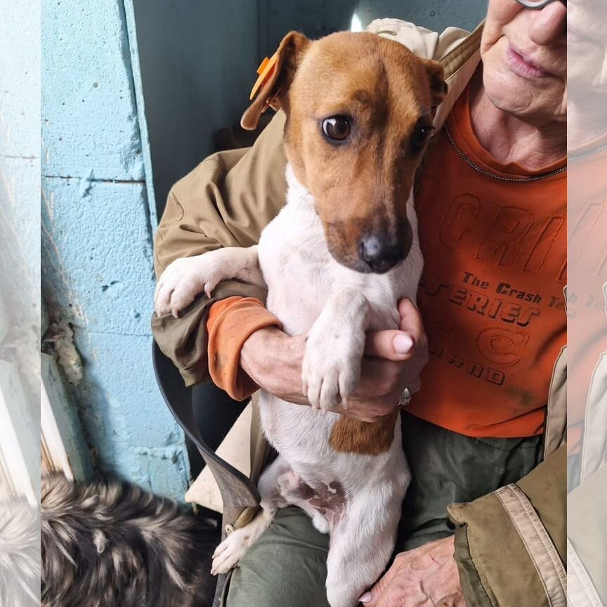 Джек-рассел-терьер, взрослый пёс