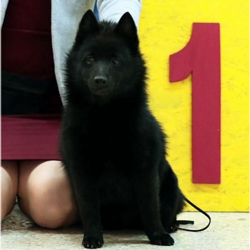 Вязка шипперке