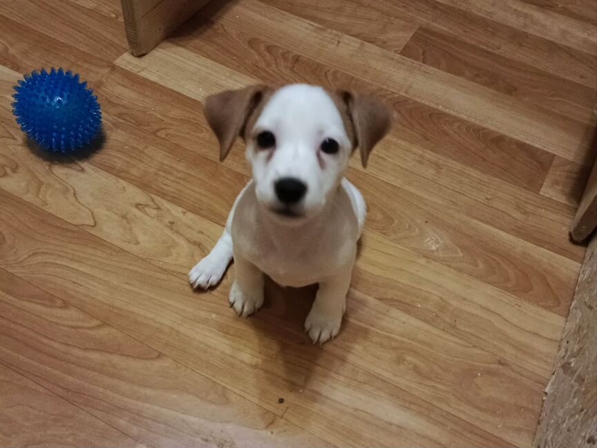 Щенки джек Рассел терьер гладкошерстный