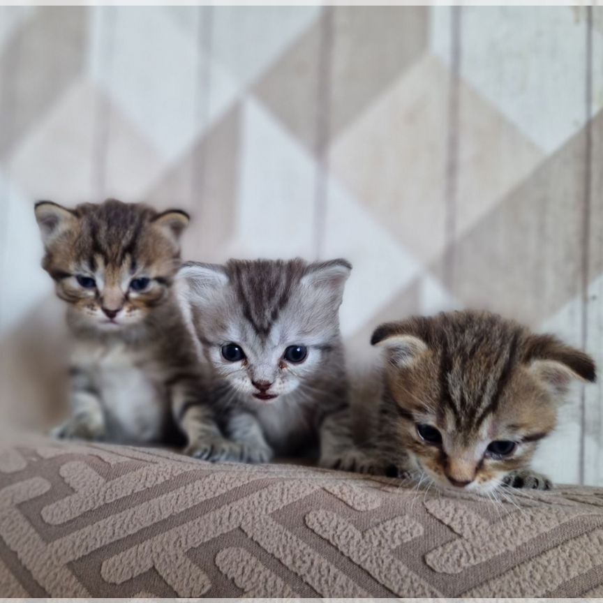 Шотландский вислоухий короткошёрстный котёнок