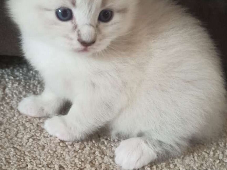 Невские маскарадные котята