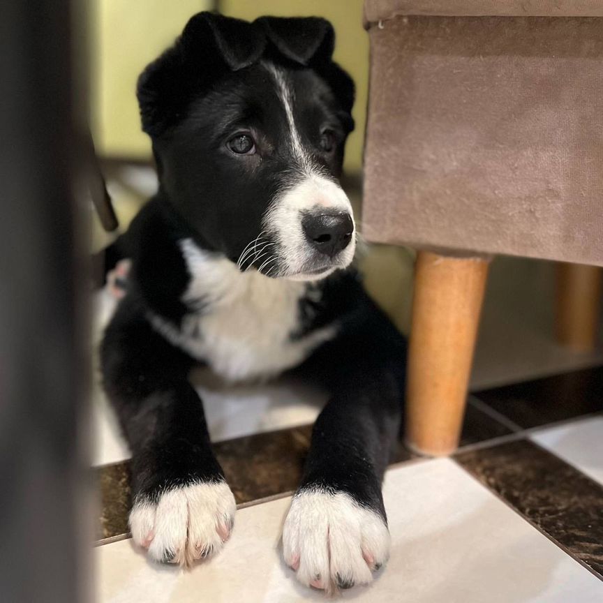 Щенок Багира в добрые руки