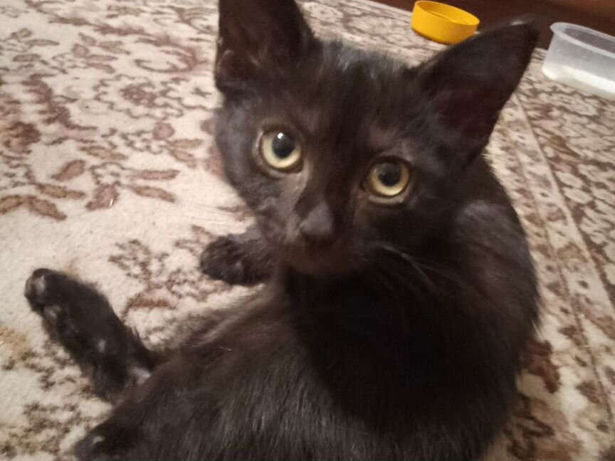 Отдаю кошечку малютку