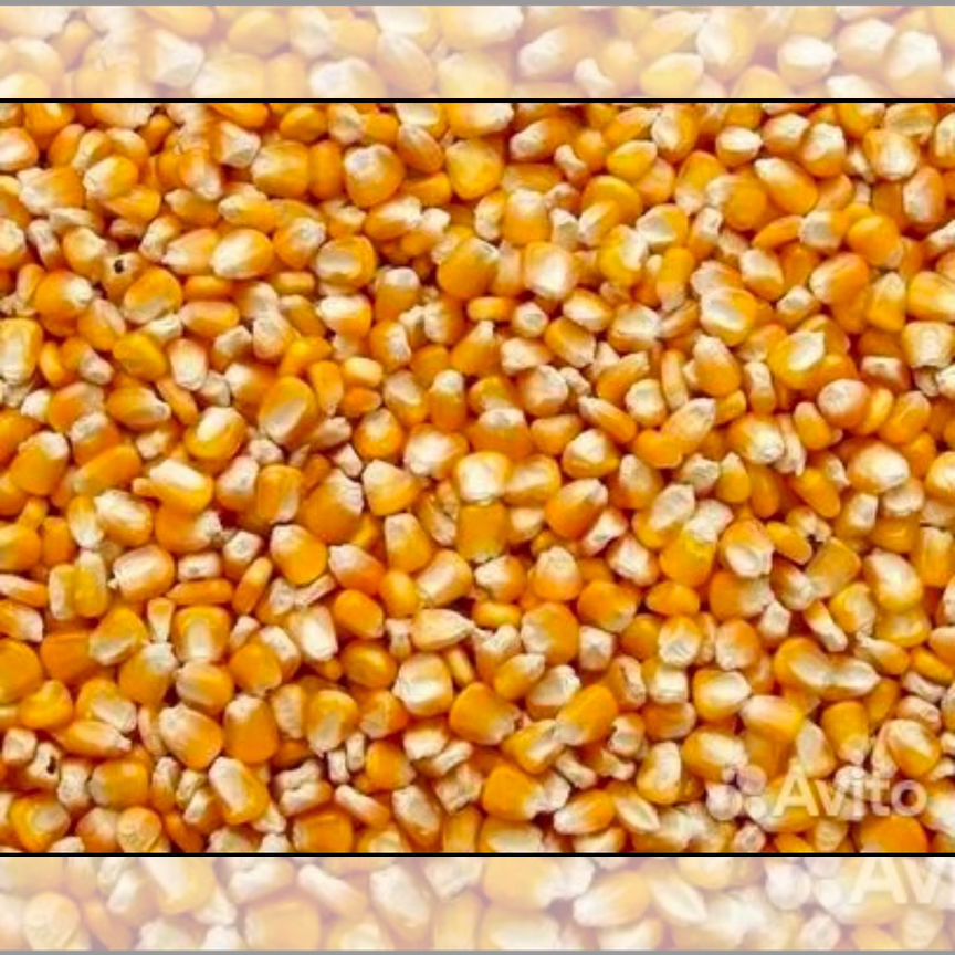 Кукуруза кормовая