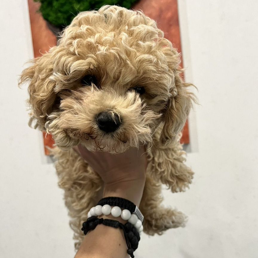 Пушон бишпу