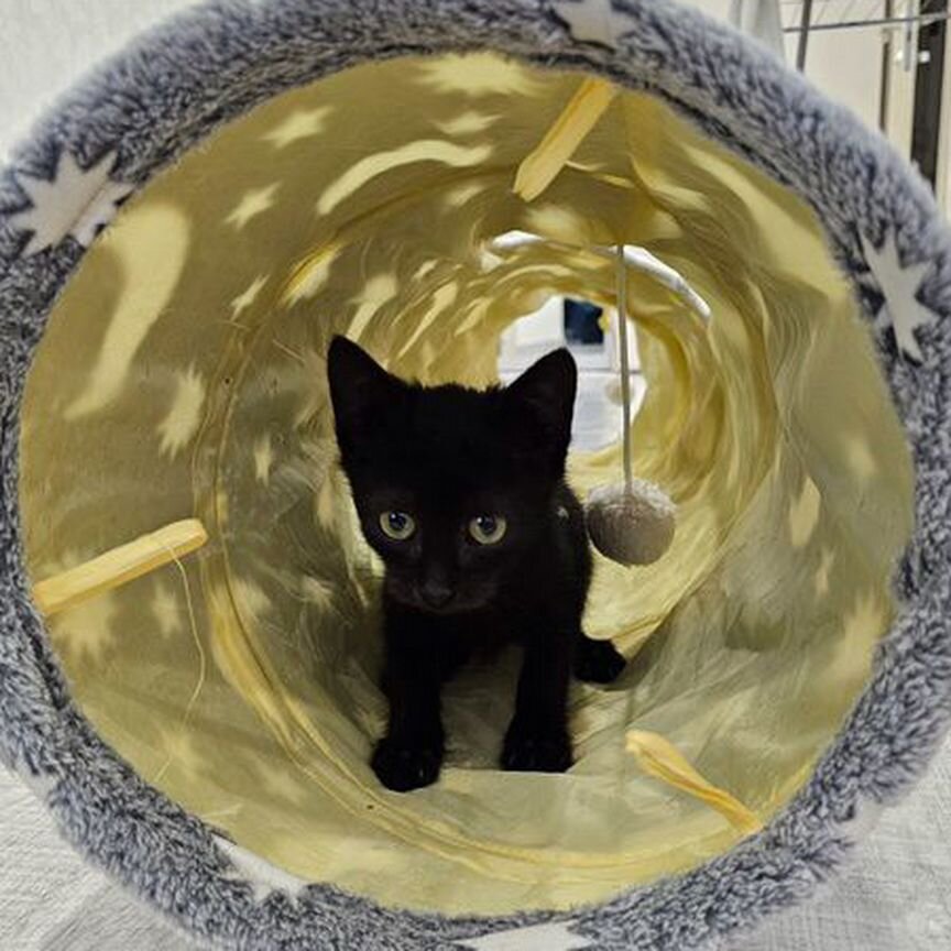 Маленький котёнок чёрный в добрые руки