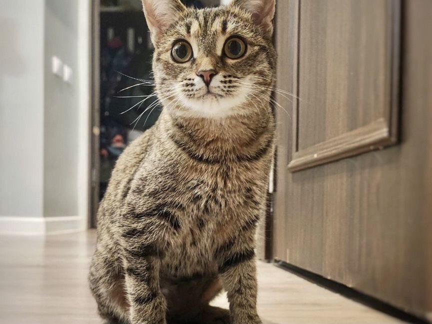 Кошка ищет дом