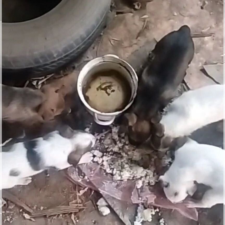 Щенок в добрые руки