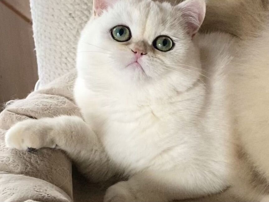 Британская трехцветная кошечка