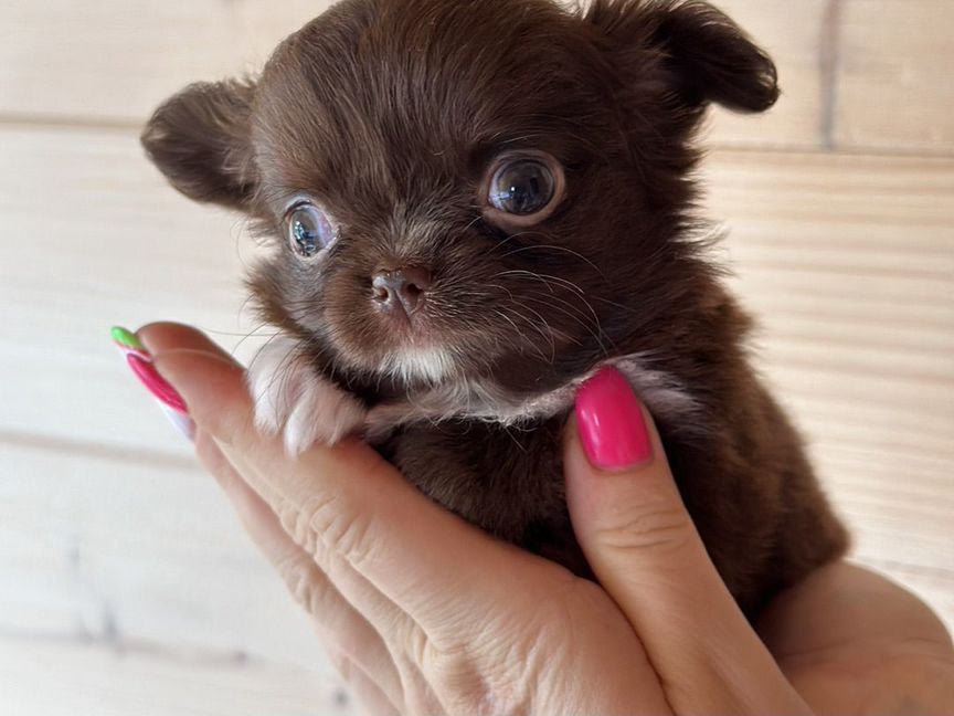 Крошечная кокетка