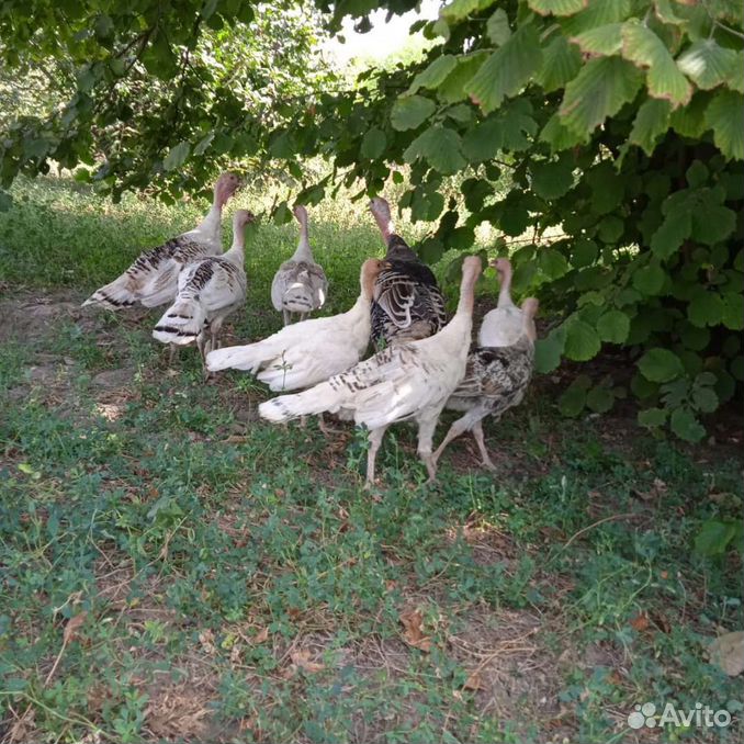 Индюки индюшата