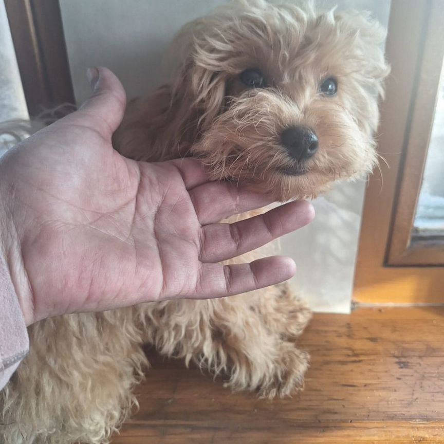 Мальтипу, щенок