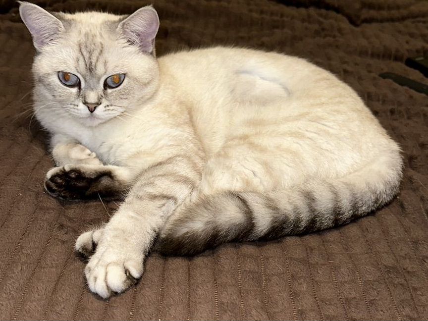 Кошка британская шиншилла