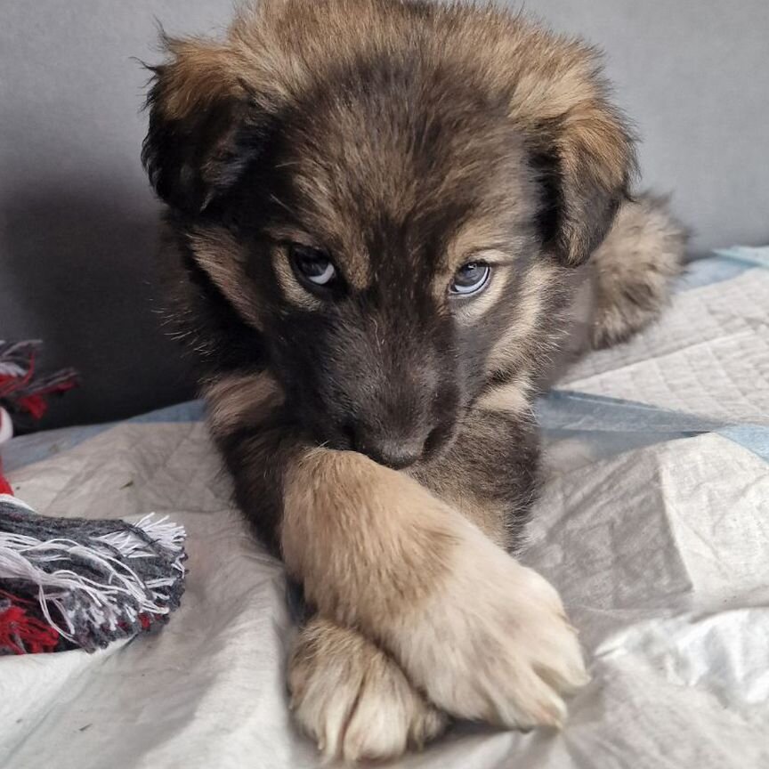 Щенок девочка в хорошие руки