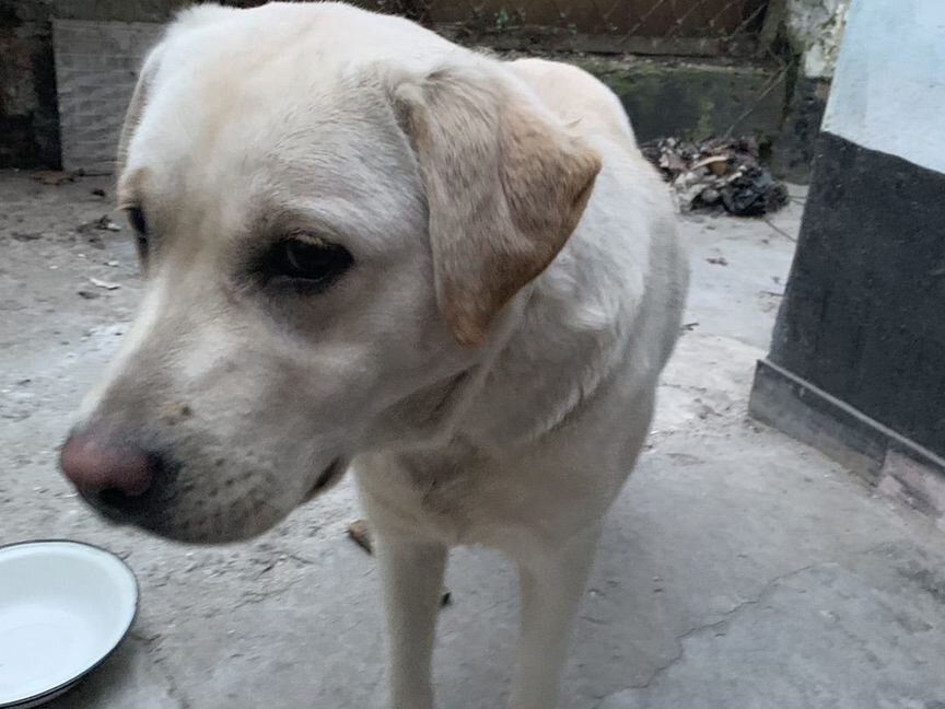 Лабрадор ретривер