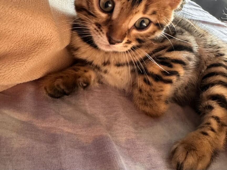 Котята бенгальской породы