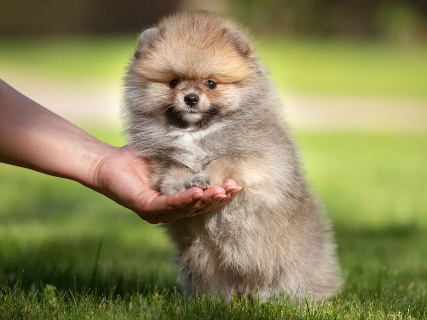 Померанский шпиц, мальчик, 2,5 мес