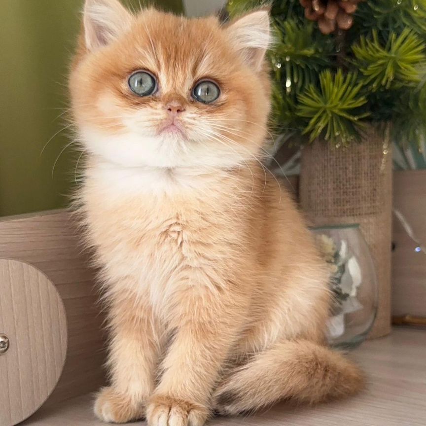 Британский котенок Джексон