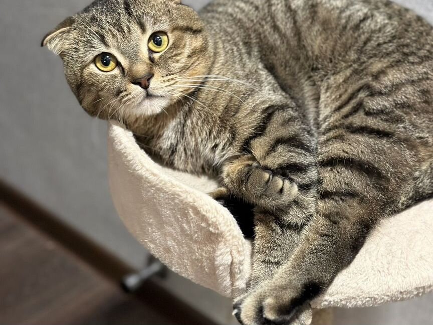 Британский вислоухий кот