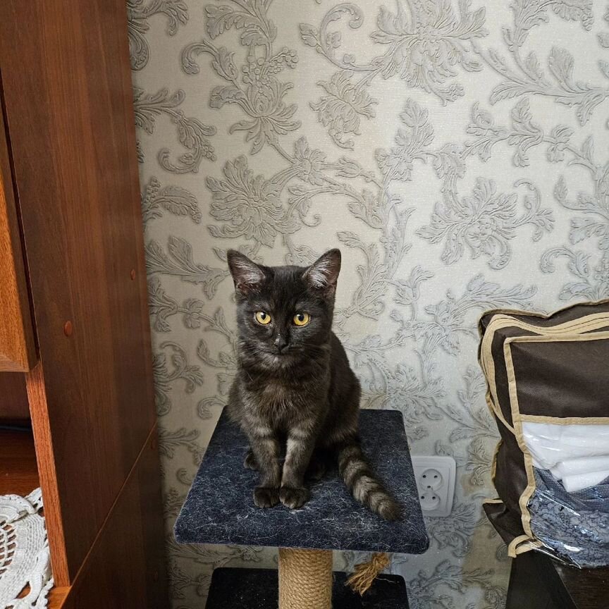 Котенок в добрые руки