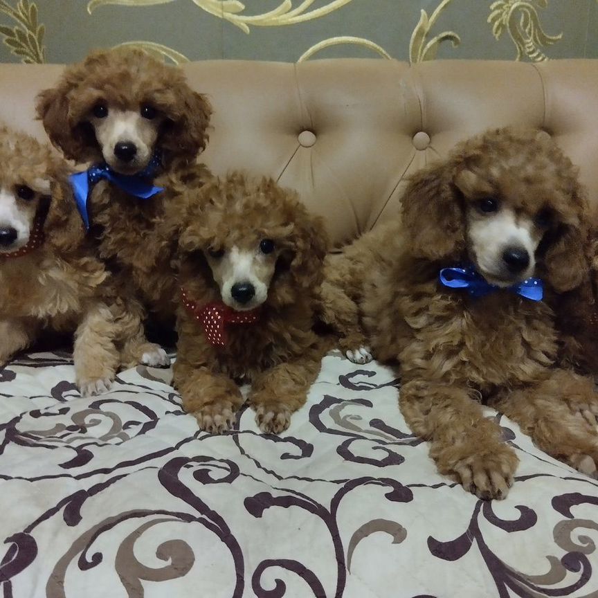 Щенки карликового пуделя