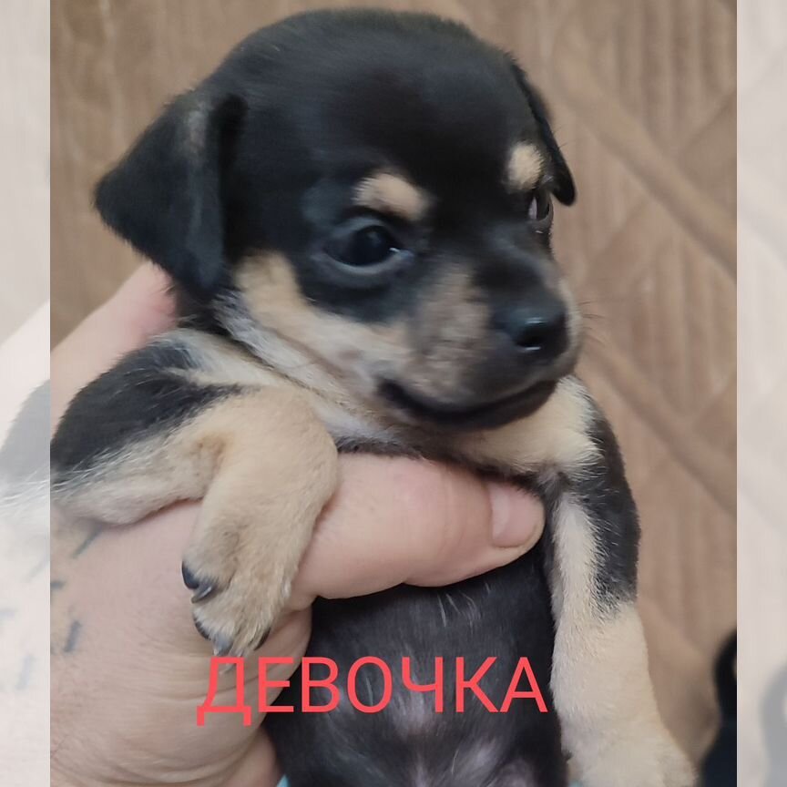 Русский той-терьер, щенок