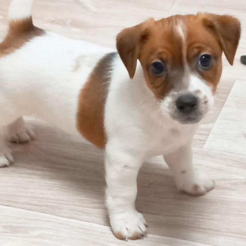 Щенки все мальчики