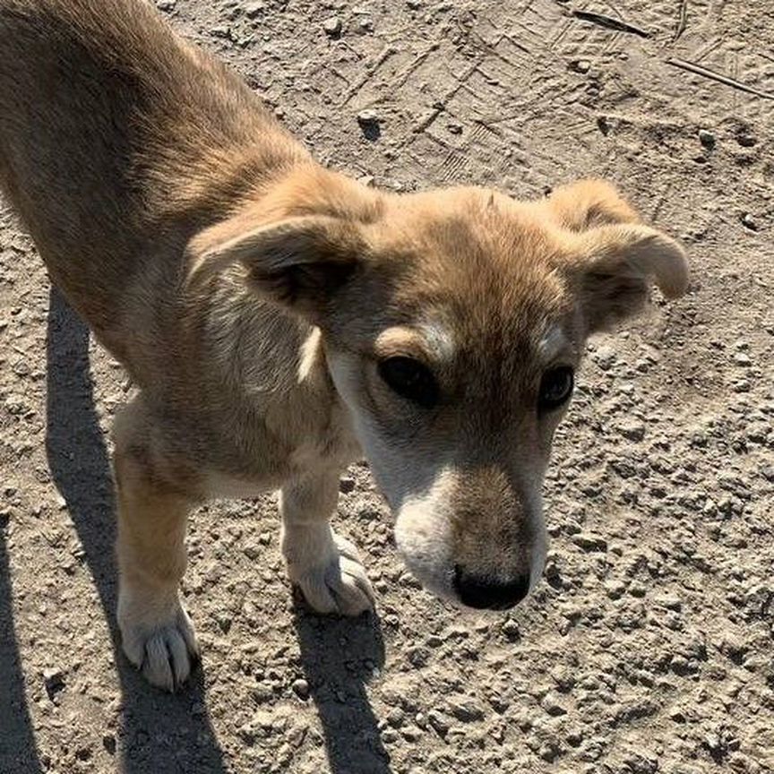 Ласковая Лиза щенок