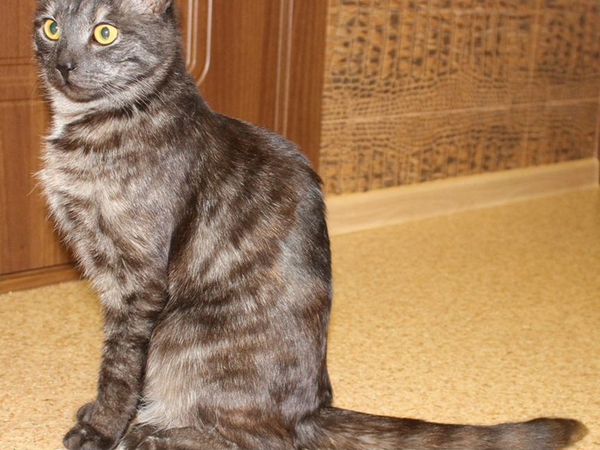 Рич подарит Вам хорошее настроение